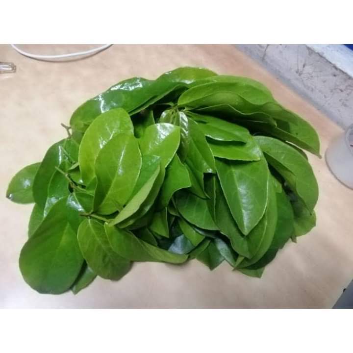 fresh bignay / bugnay leaves/ herbal leaves(100 leaves) | Lazada PH