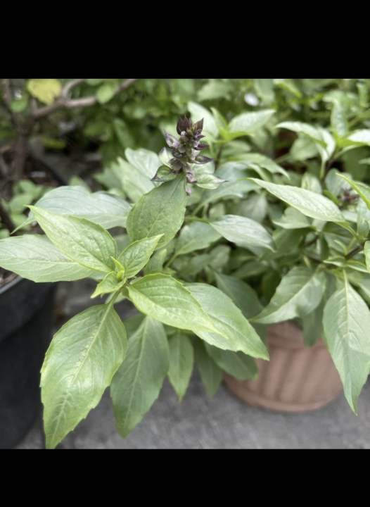 Daun Thai Basil Fresh Sweet Basil Kemangi Thailand Daun Selasih Segar ... Daun Thai Basil Fresh Sweet Basil Kemangi Thailand Daun Selasih Segar ...