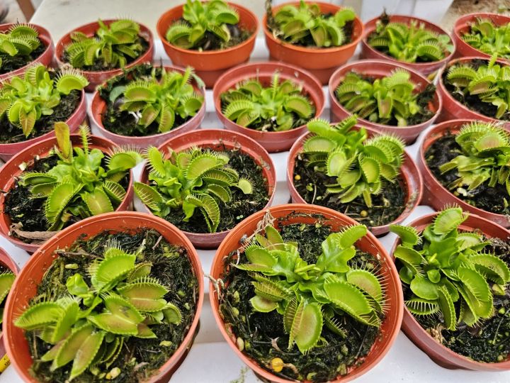 Dionaea Venus Flytrap Carnivorous House Home Potted Plant Gardening ...