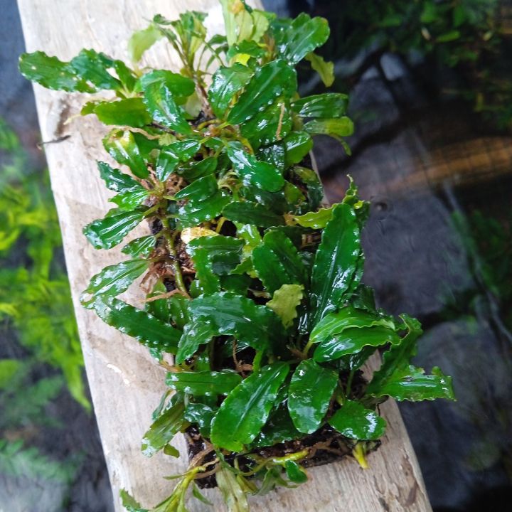 bucephalandra tanaman aquascape media lempeng pakis | Lazada Indonesia
