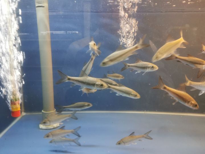 Ikan Tengas / Copper Mahseer ( Spesis : Biru Thai ) | Lazada