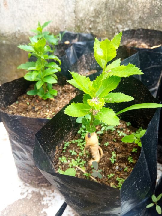 Bibit tanaman ginseng merah korea | Lazada Indonesia