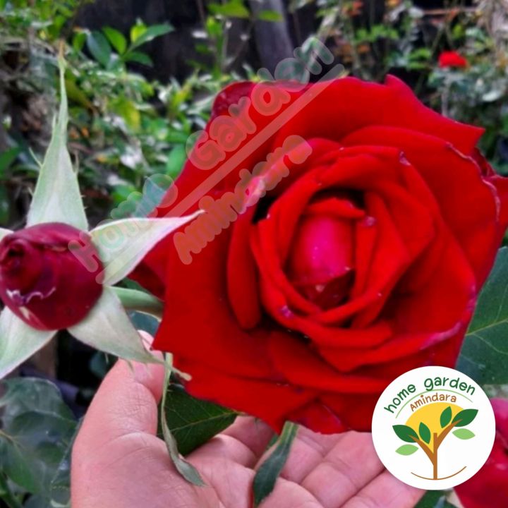 กุหลาบแดง Red Baccara 🌹ดอกใหญ่ ไร้หนาม(ส่งต้นติดดอก) ปลูกง่ายกุหลาบตัด ...