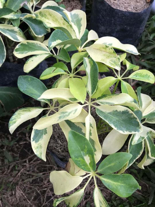 Variegated Schefflera or Five Finger Plant | Lazada PH