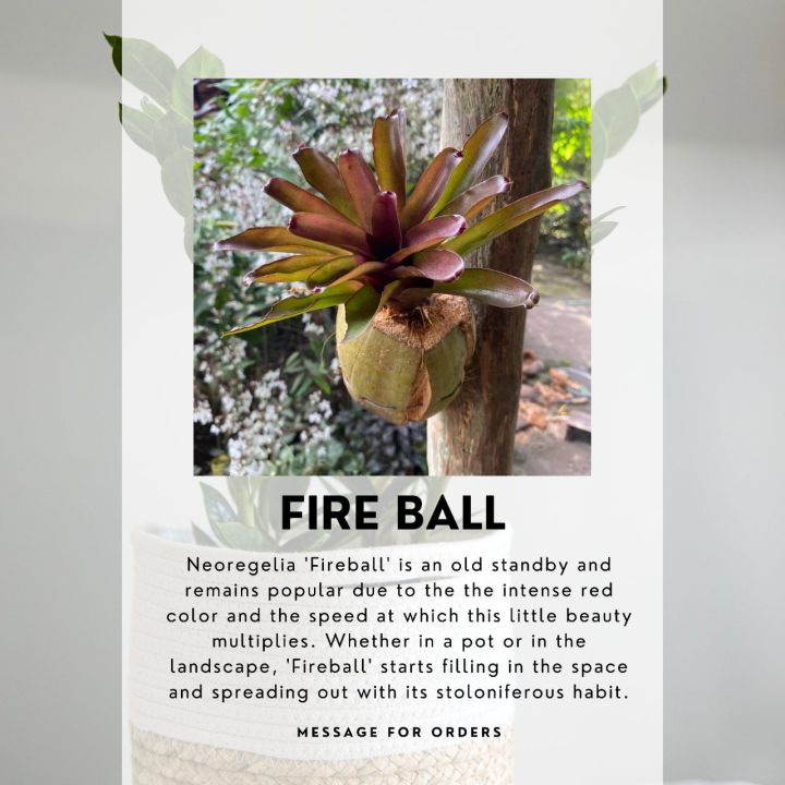 Neoregelia Fireball | Lazada PH