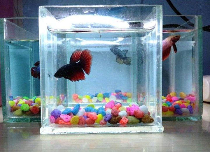 soliter ikan cupang/ aquarium/akuarium kaca mini/1 pcs | Lazada Indonesia
