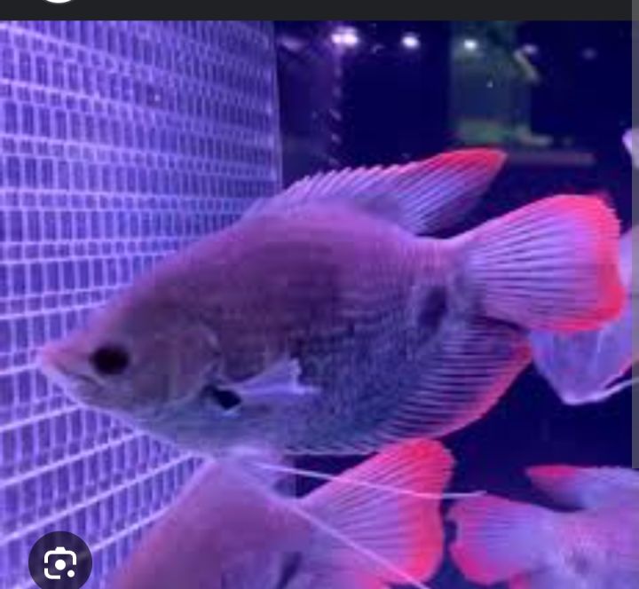 short body kaloi sabah. size 5 to 6 inch | Lazada