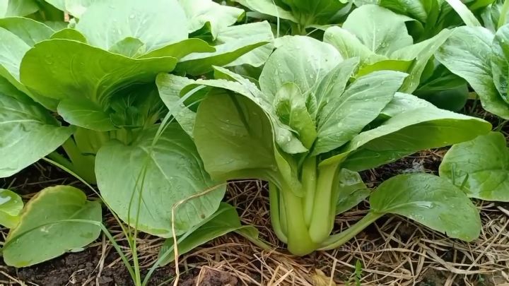VALUE PACK (230 SEEDS) CHINESE PECHAY/PAKCHOI SEEDS /GREEN STEM/FOR ...