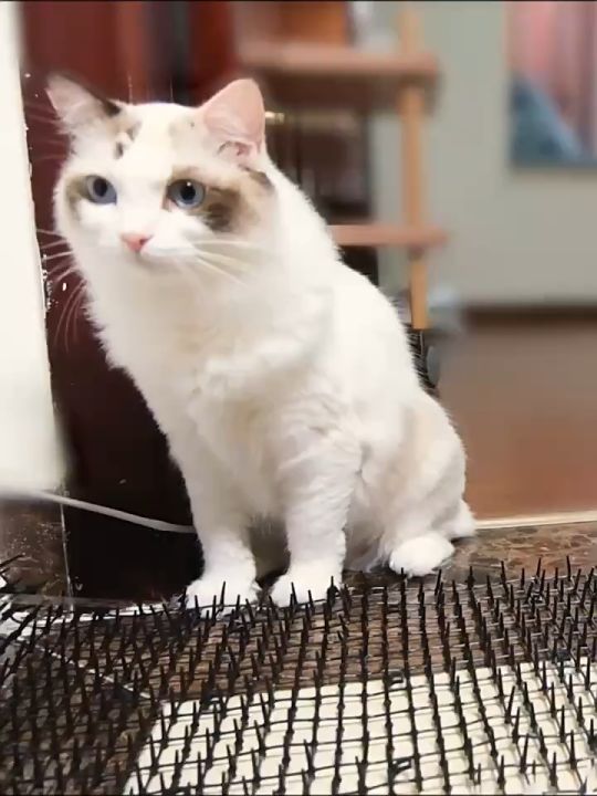 49*13CM Cat Scat Mat with Spikes Deterrent Mat Cat Repellent Mats Anti ...