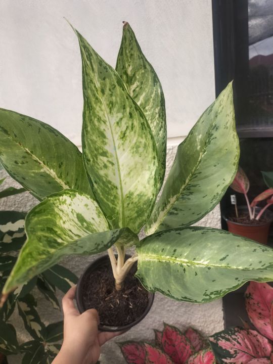 Aglaonema White Angel wings indour outdoor live plant | Lazada PH