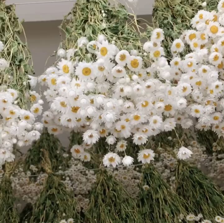 CHAMOMILE Dried Flower Dry Preserved camomile daisy Matricaria Bouquet ...