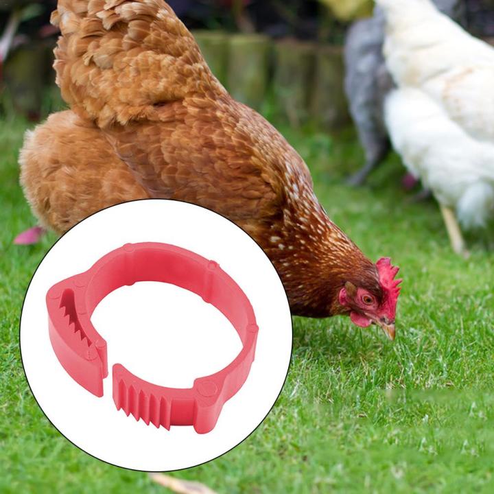 100 Pcs Multiple Colour Chicken Leg Rings Adjustable Chicken ...