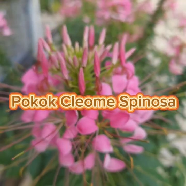 Pokok Cleome Spinosa Pink Spider Flower Outdoor Plant Live Plant Pokok ...
