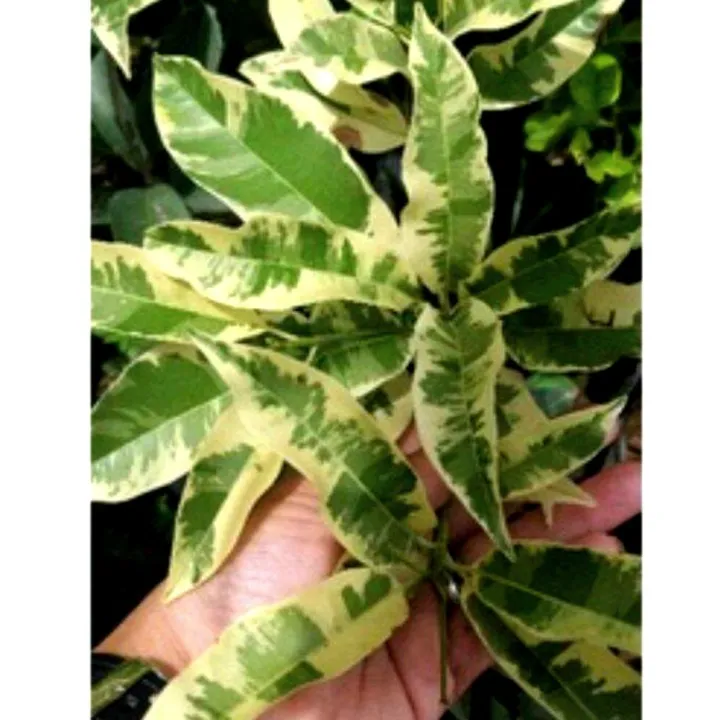 LGM1 Grafted Variegated Chico Pineras Hybrid Fruit seedlings XL size ...