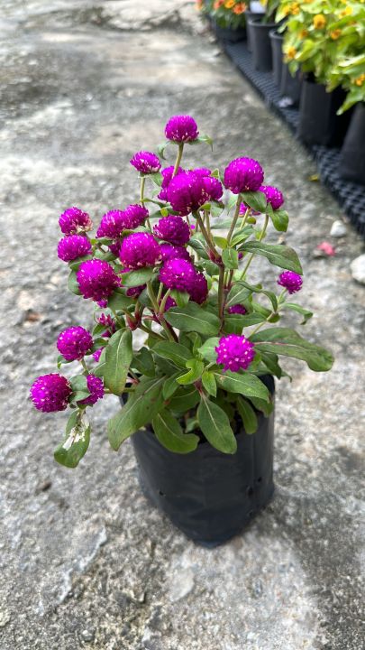 Gomphrena Button real live outdoor plant 千日红 anak pokok bunga tumbuhan ...