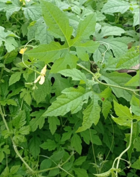 Daun Peria hutan atau pare alas/ genus Momordica 250gram | Lazada Indonesia