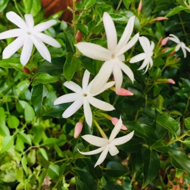 JASMINE POLYANTHUM / JATHI MALLI /HEMSLEYI WHITE FLOWER REAL LIFE PLANT ...