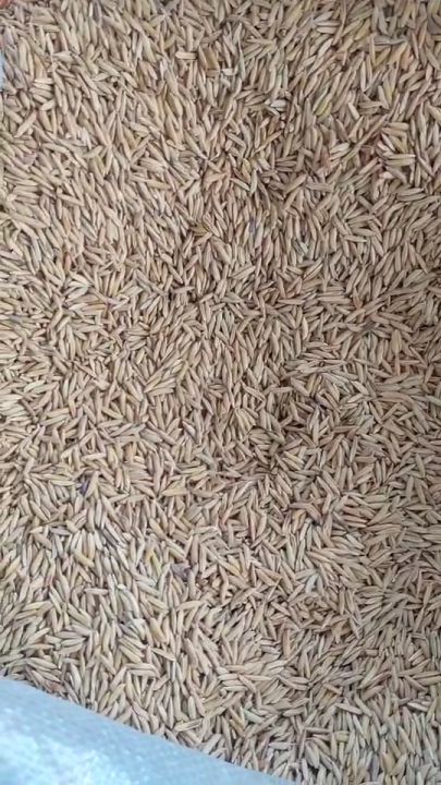 ข้าวเปลือกยาวคุณภาพ(Paddy rice, rough rice) | Lazada.co.th