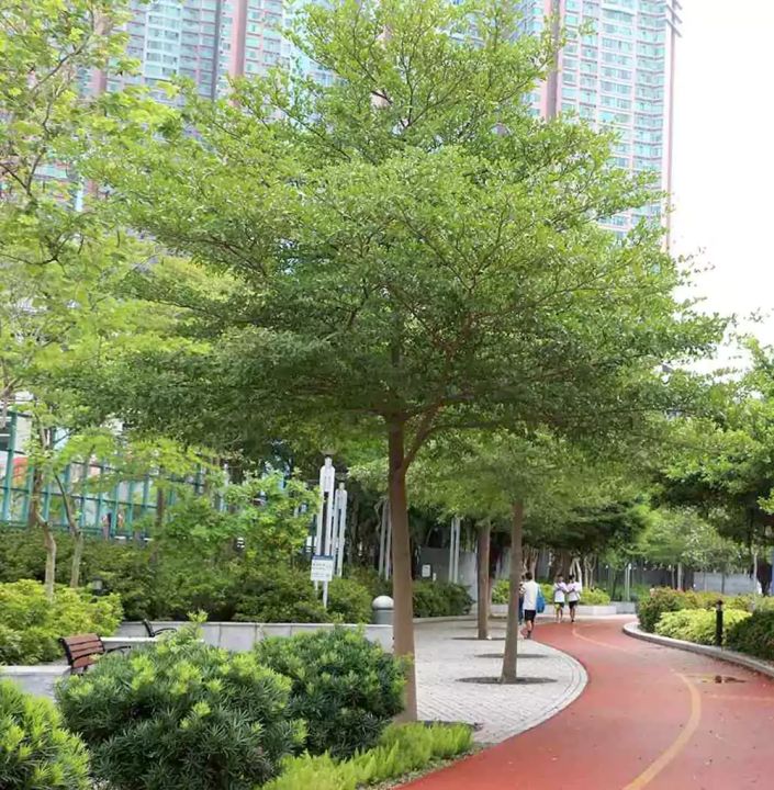 Green African Talisay Layering Tree Plant (1ft and up tall) | Lazada PH