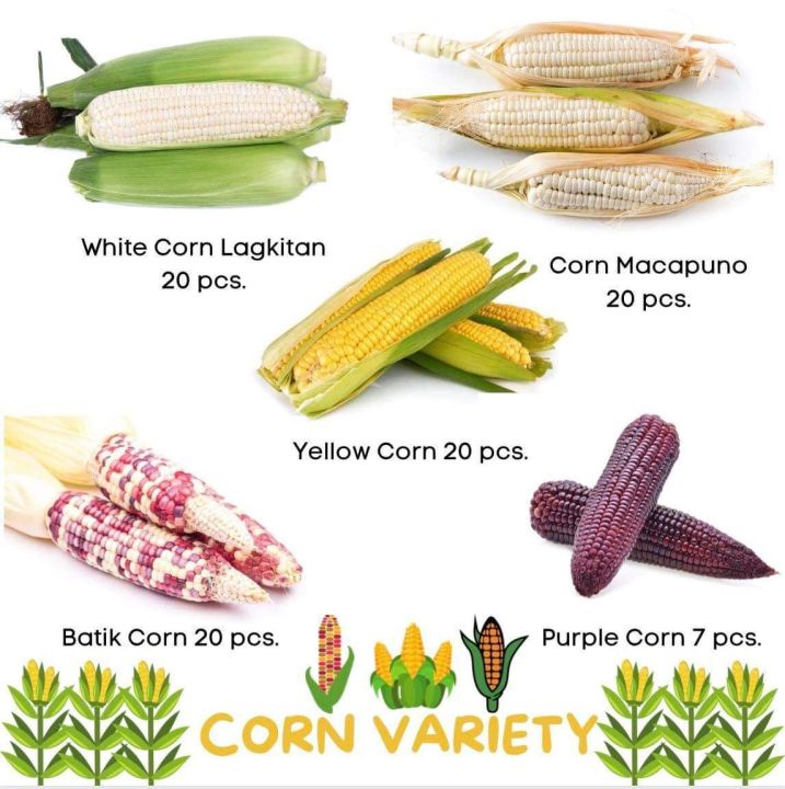 corn variety quality seeds binhi pantanim for planting outdoor garden ...