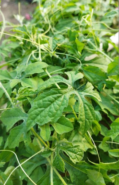 Daun Pare Hutan Paria gengge 250gram | Lazada Indonesia