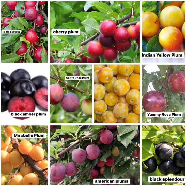 Pokok kahwin / grafted Japanese quince, tropical sunrise pluots, Shiro ...