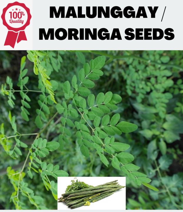Dwarf Malunggay/ Moringa ( 10 seeds ) - 1pack | Lazada PH