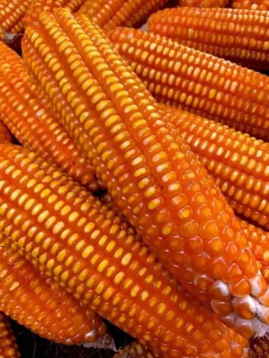 corn seeds/ mais seeds for planting(dekalb) (500, 100 seeds& 1kilo ...