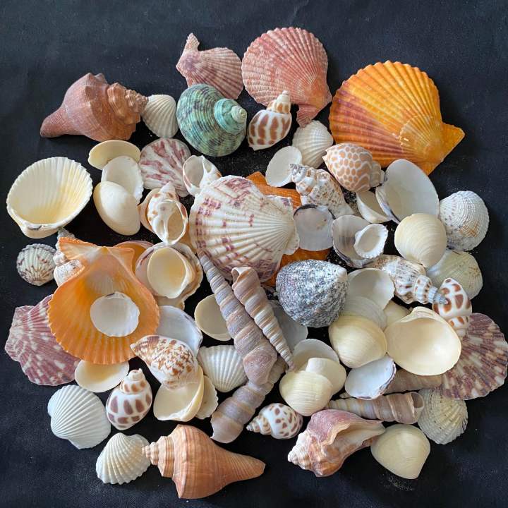 เปลือกหอยธรรมชาติและหอยสังข์ 250g MIX SEASHELLS หลากหลายชนิด ใช้สำหรับงานฝีมือเปลือกหอยตกแต่งตู้ ...