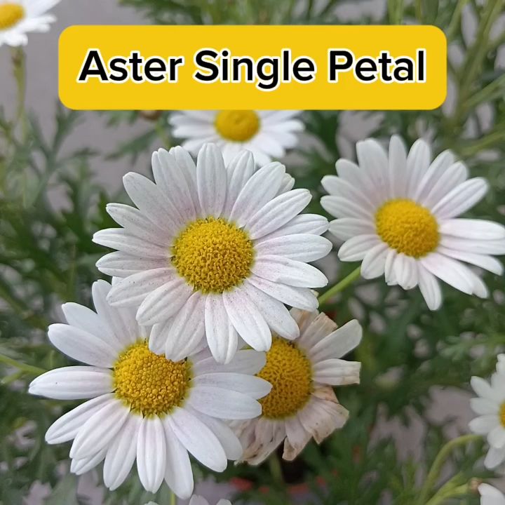 Aster Flower Multi Single Petal Bunga Ping Pong Pokok Hidup Live Plant ...