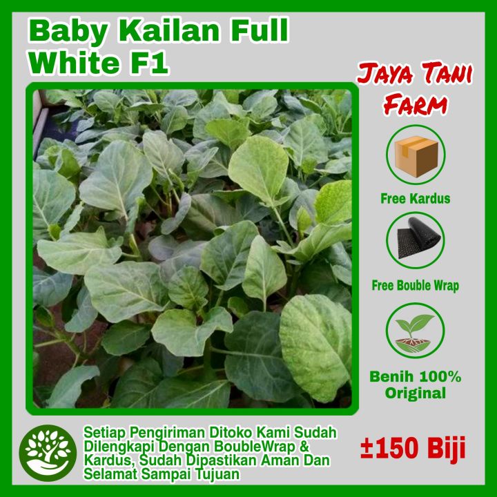 150 Biji Benih Baby Kailan Full White F1 / Benih Sawi Kailan / Bibit ...
