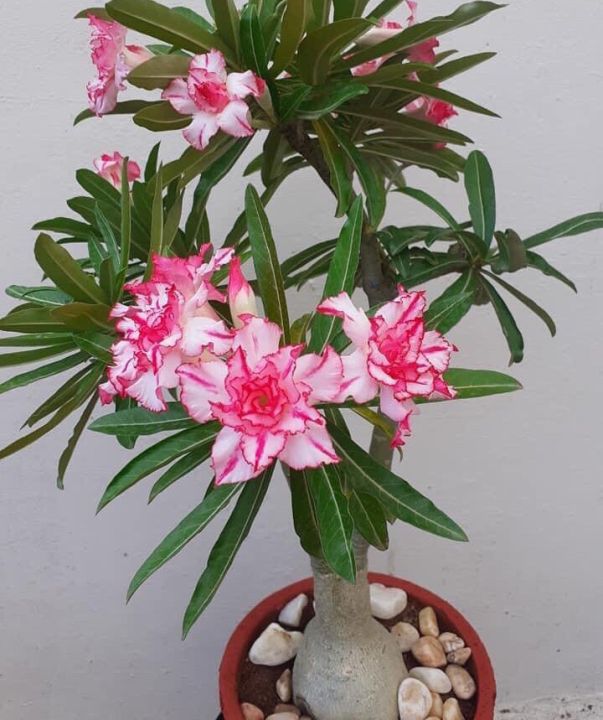 5 Pieces Medium-XXL Size Grafted Adenium | Lazada PH