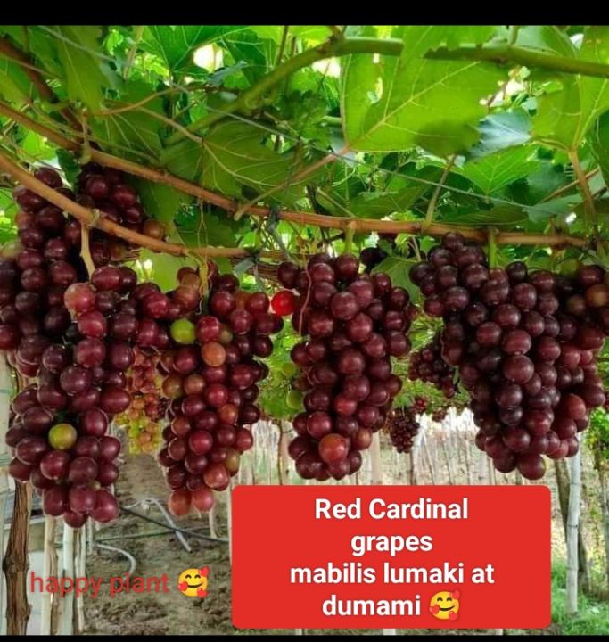 RED CARDINAL GRAPES ROOTED ORDER NOW MY UGAT AT DAHON | Lazada PH