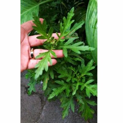 Damong Maria Mugwort Artemisia Vulgaris seedlings | Lazada PH
