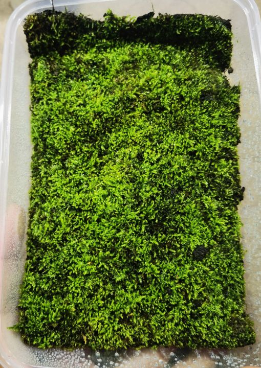 🔥Terrarium Moss🔥 Brachythecium Moss - Terrarium / Paludarium / Vivarium ...