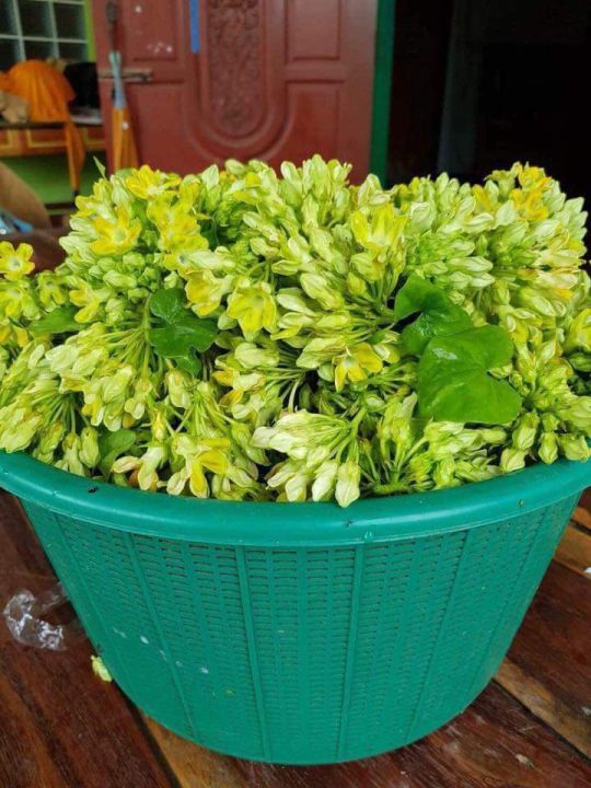 bunga tongkeng jasmine/ telosma cordata - keratan pokok | Lazada