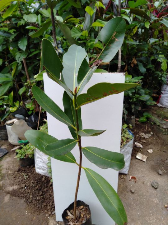 BItaog hardwood tree seedling, 18-20 inches tall | Lazada PH