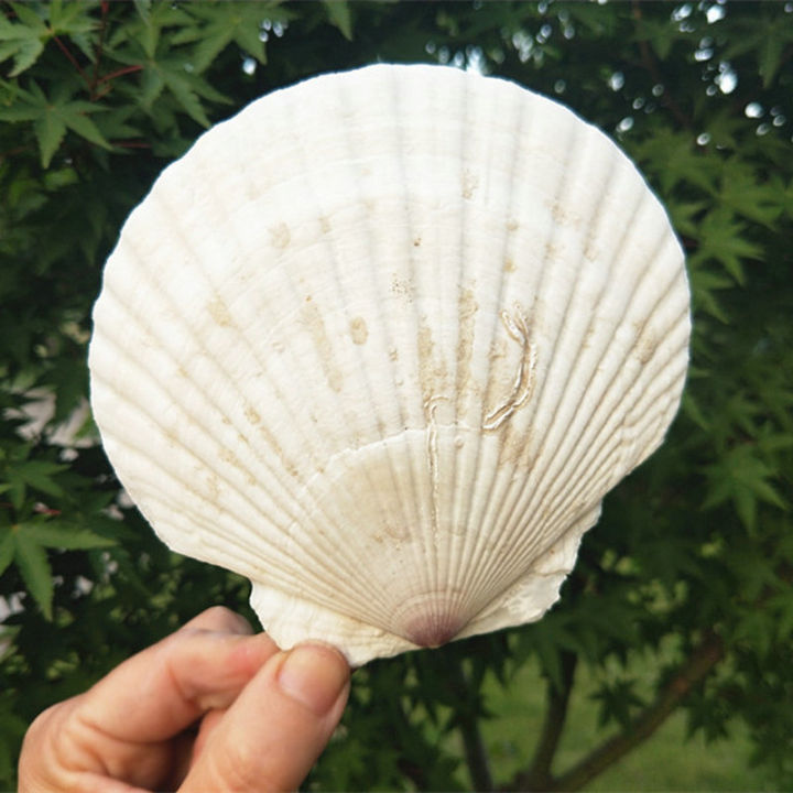 White Scallop Barbecue Painting Floor Wall Stickers Children Graffiti ...