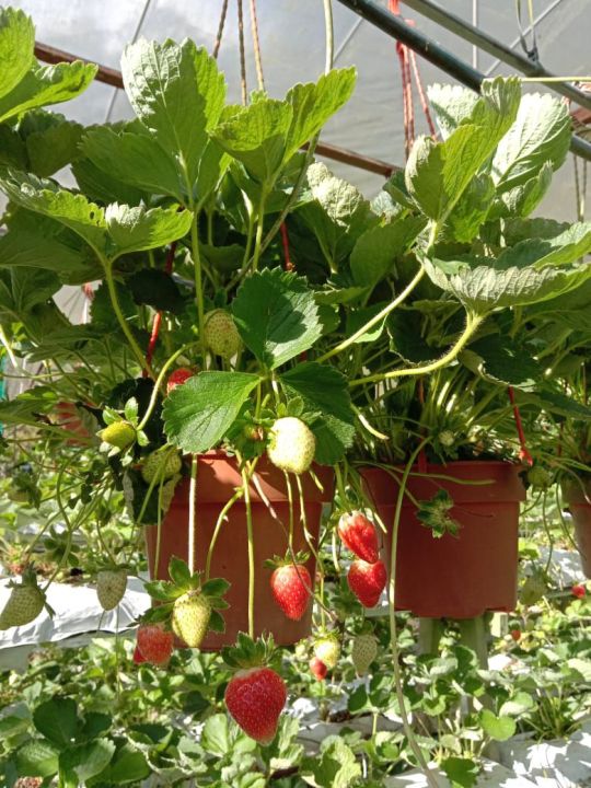 pokok strawberry dah berbuah pokok strawberry matang | Lazada