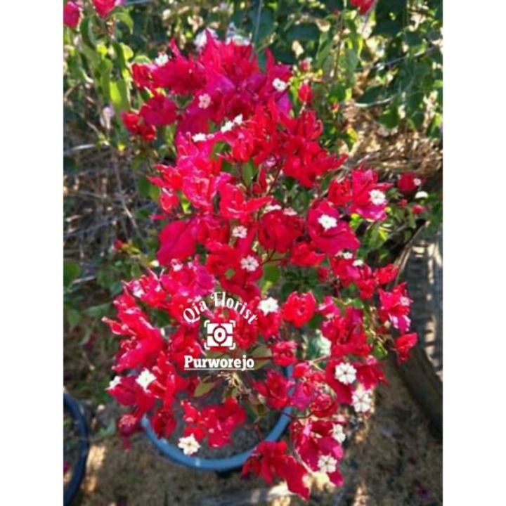 Bibit Tanaman Hias Bugenvil Bunga Kertas Cina Sleeping Beauty