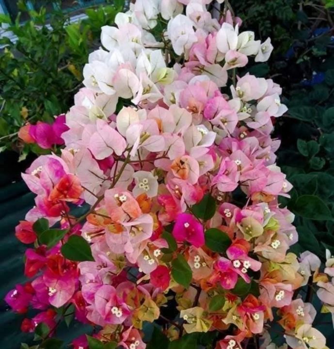 CHITRA INDIA MOTHER PPLANT TYPE Top Rare Bougainvillea Live Plant ...