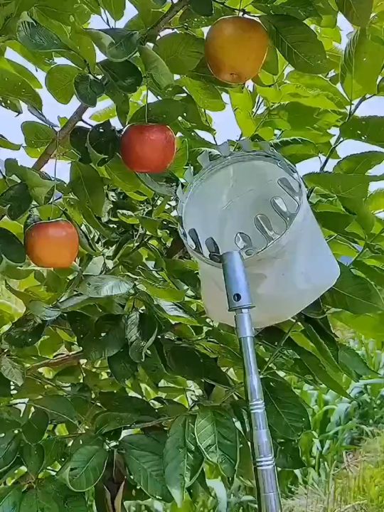 3M 5M 6M Fruit Picker Telescopic Rod High Branch Shears Saw Galah moden ...