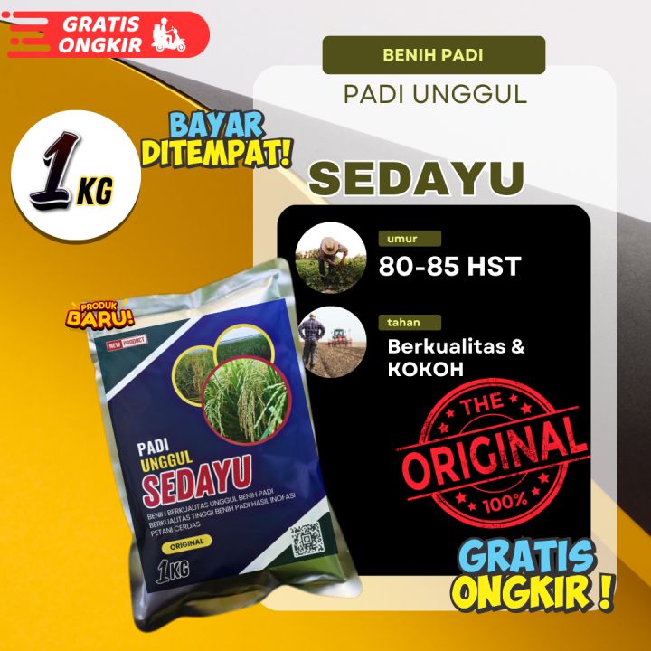benih padi bibit padi biji padi sedayu benih padi sedayu original ...