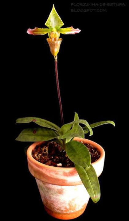Anggrek Paphiopedilum javanicum | Lazada Indonesia
