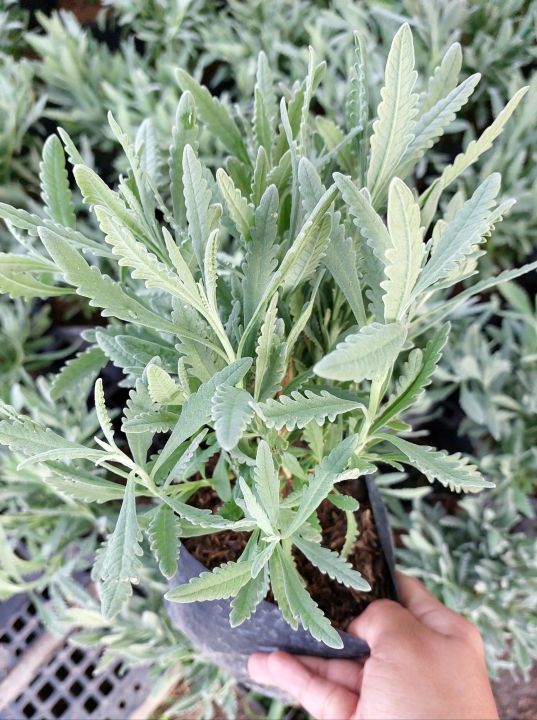 Lavender Live Plant | Lazada PH