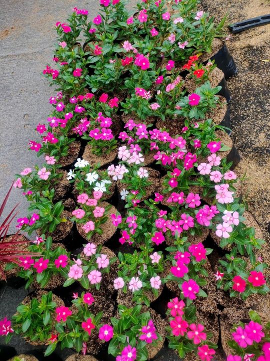 Live Plant Vinca Chichirica Indoor Outdoor Hanging Flowering | Lazada PH