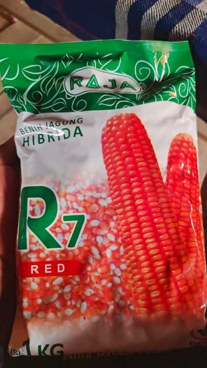 Benih Jagung R7 gold Raja Bibit jagung R7 Kemasan 1Kg | Lazada Indonesia