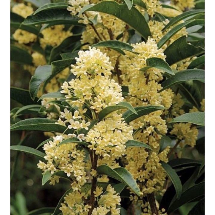Pokok Bunga Osmanthus Fragrans | Lazada