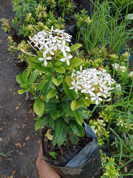 white santan / uncommon santan ship from Bulacan Locally Growth Live ...