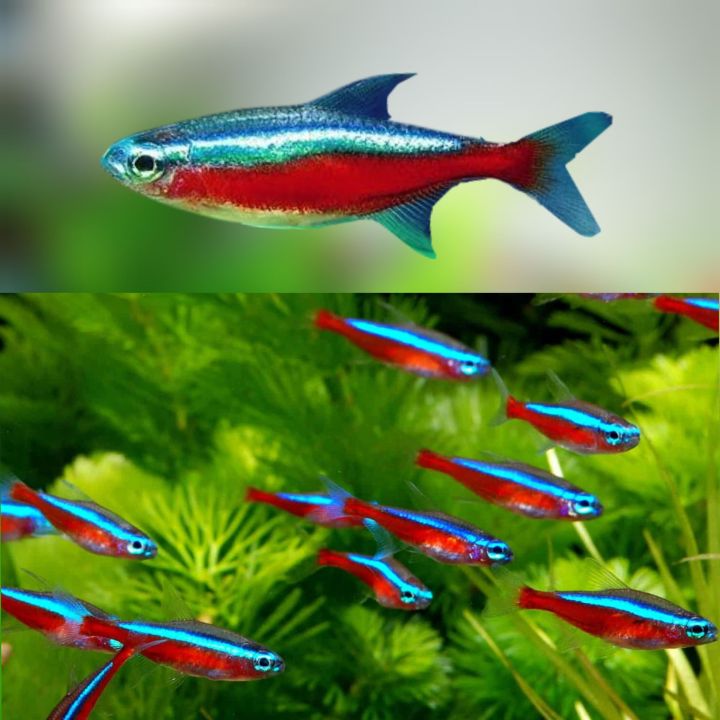 (3/5/7/10 Pcs) Cardinal Neon Tetra *High Grade. | Lazada